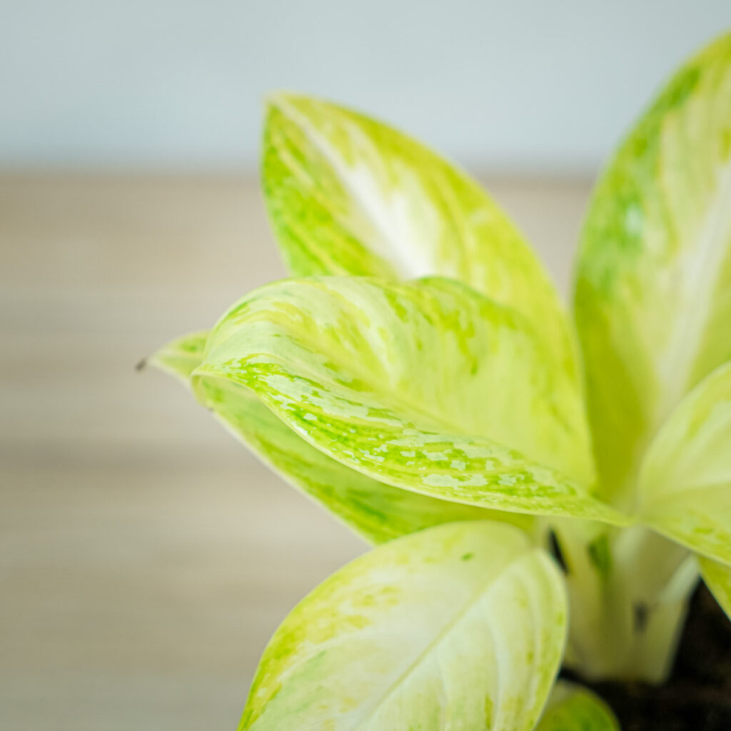 Aglaonema arctic lime - Mała Szklarnia