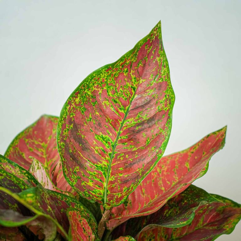 Aglaonema black maroon - Mała Szklarnia