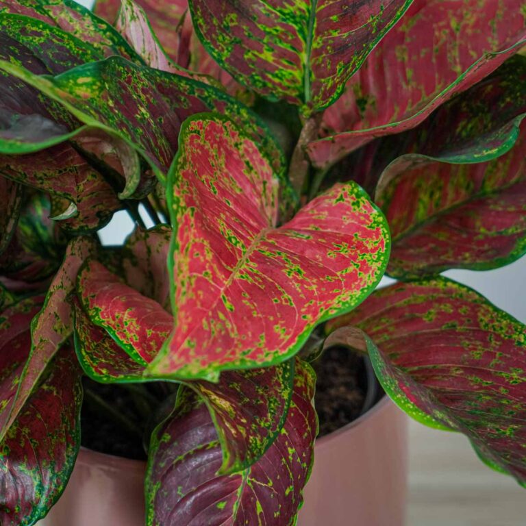 Aglaonema black maroon - Mała Szklarnia