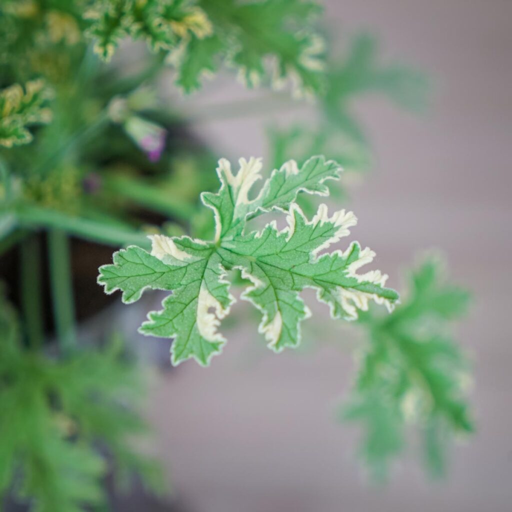 Geranium lady plymouth 'anginka' (pelargonium graveolens) - Mała Szklarnia
