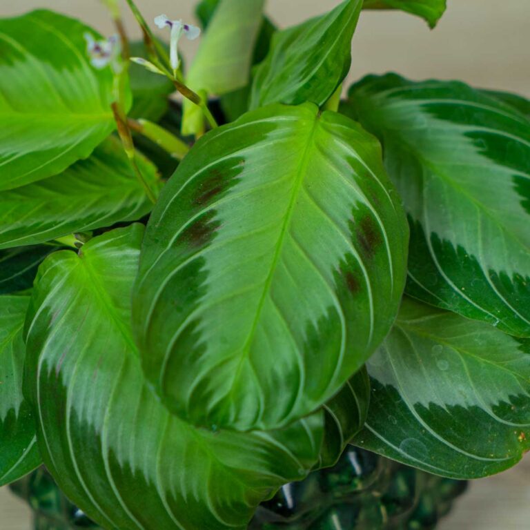 Maranta silver band - Mała Szklarnia