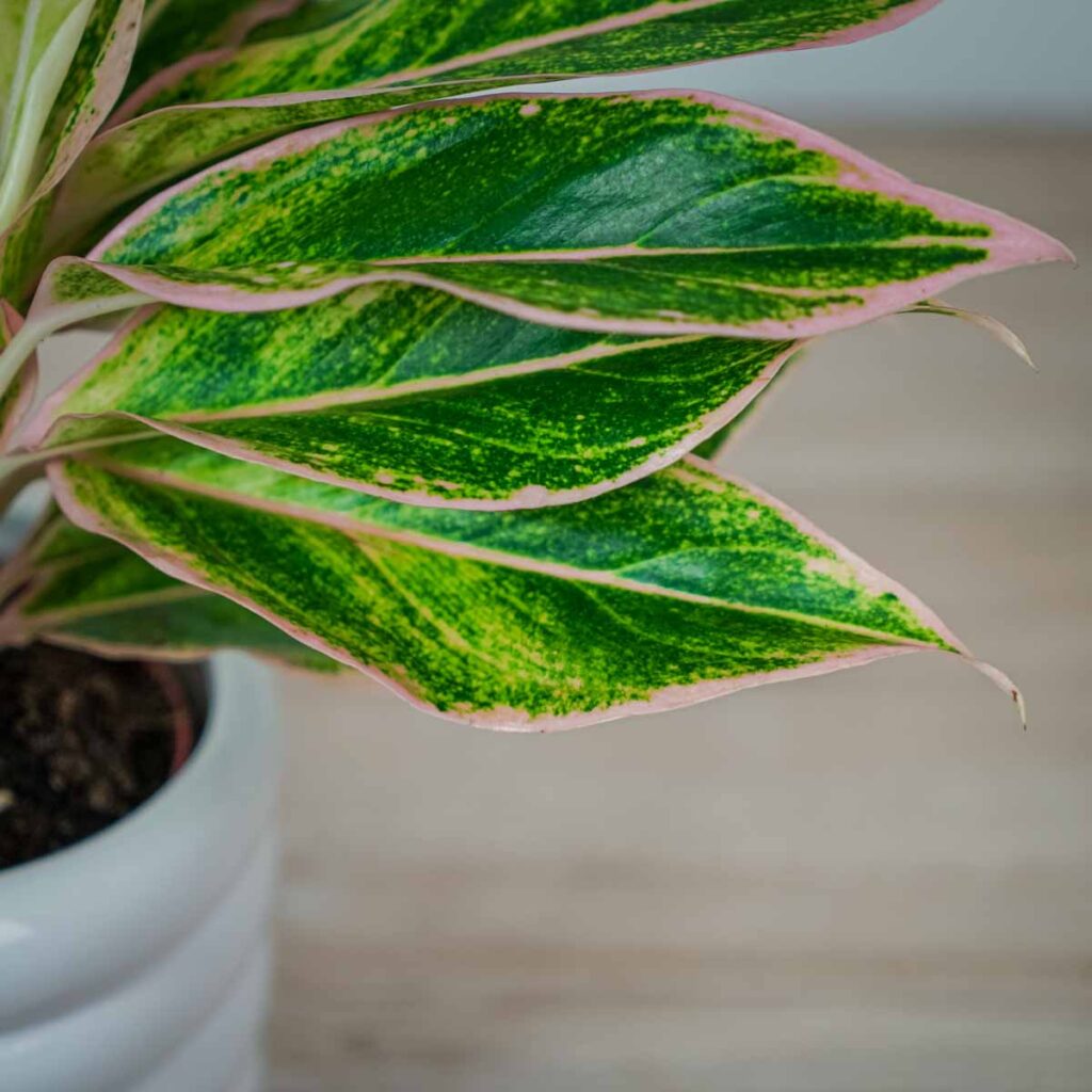 Aglaonema pink aurora - Mała Szklarnia