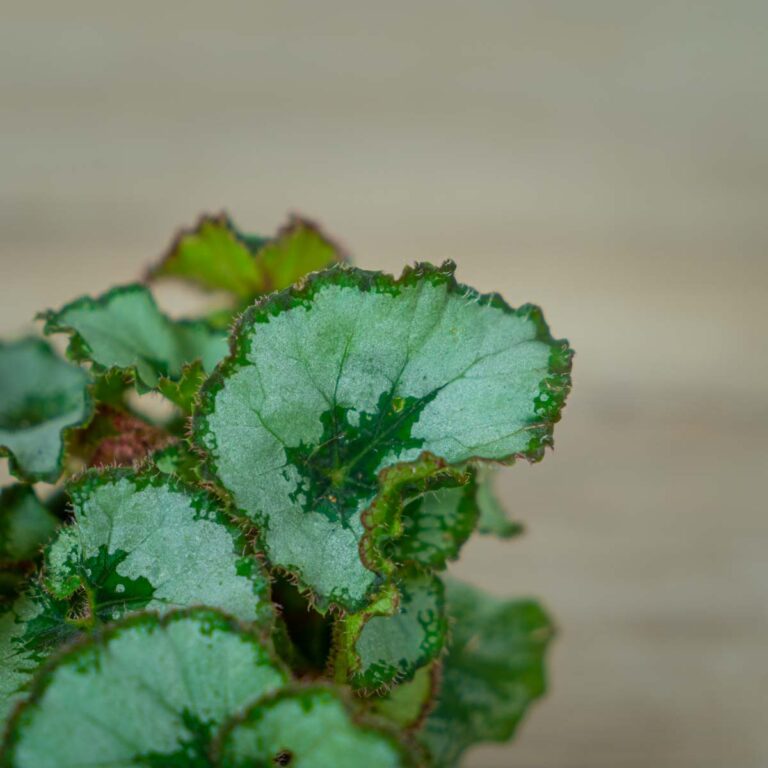Begonia rex escargot baby - Mała Szklarnia