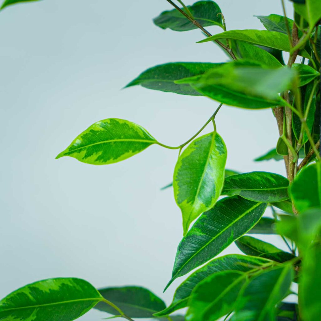 Fikus benjamina anastasia (ficus) – Mała Szklarnia