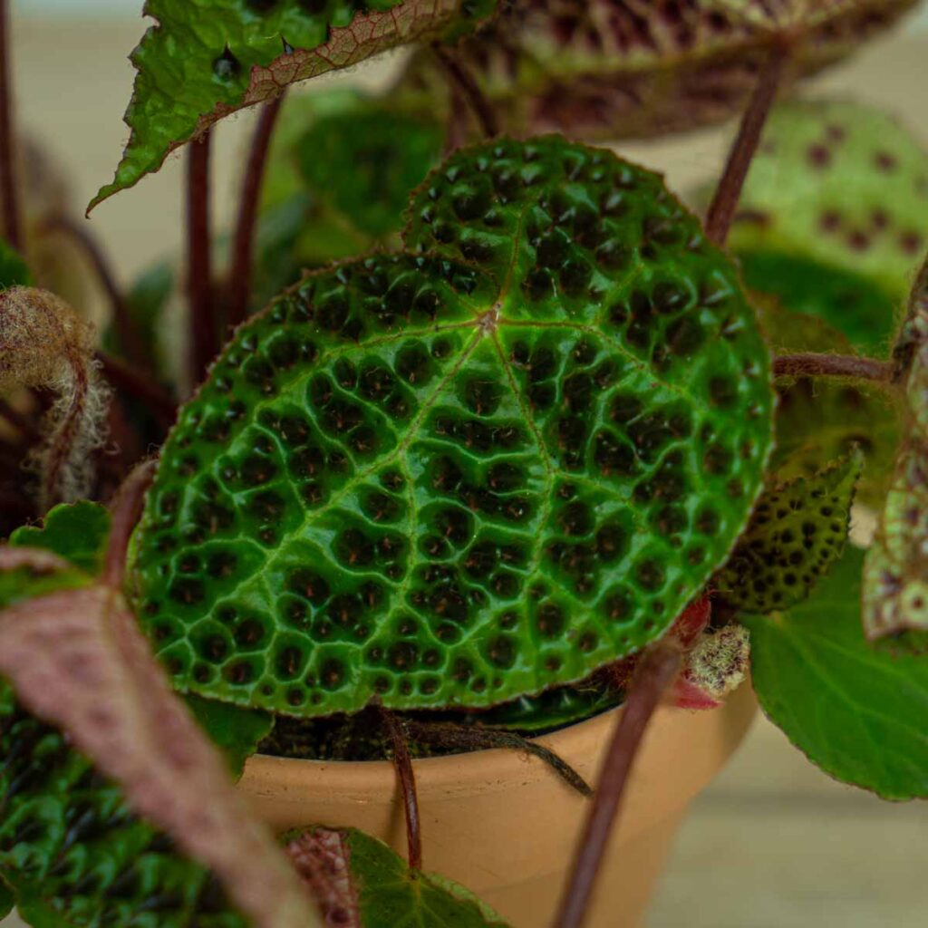 Begonia ferox - Mała Szklarnia