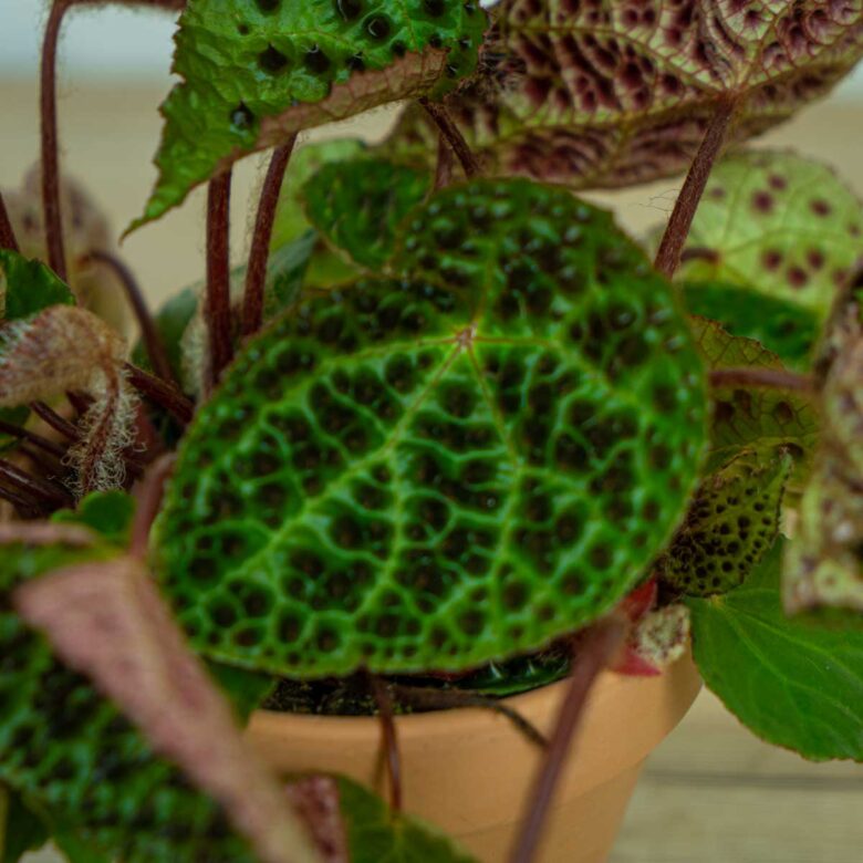 Begonia ferox - Mała Szklarnia