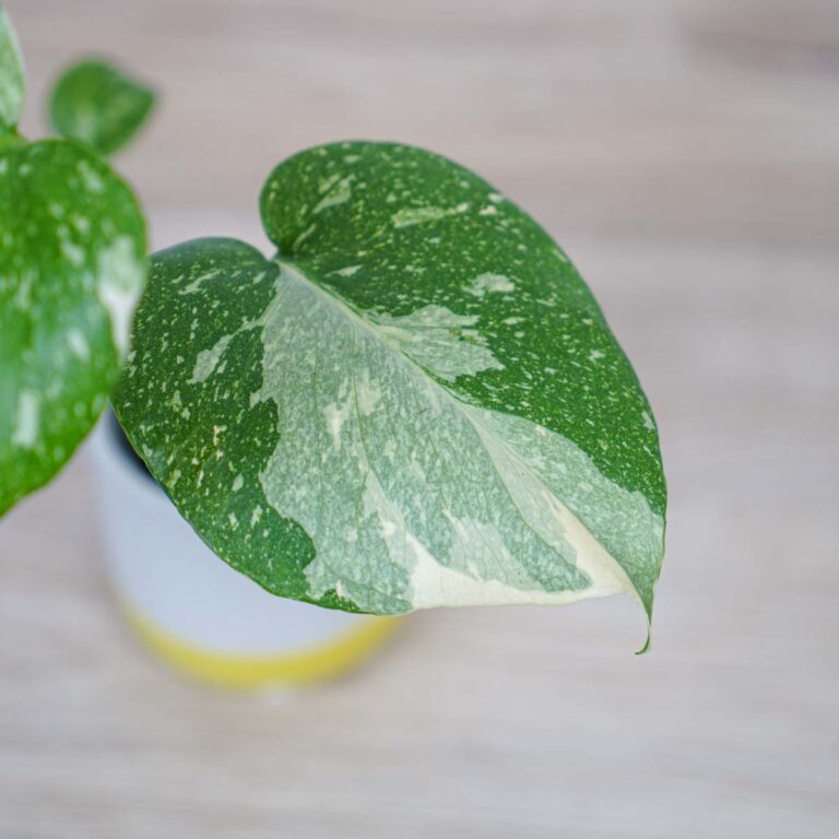 Monstera deliciosa 'thai constellation' baby - Mała Szklarnia
