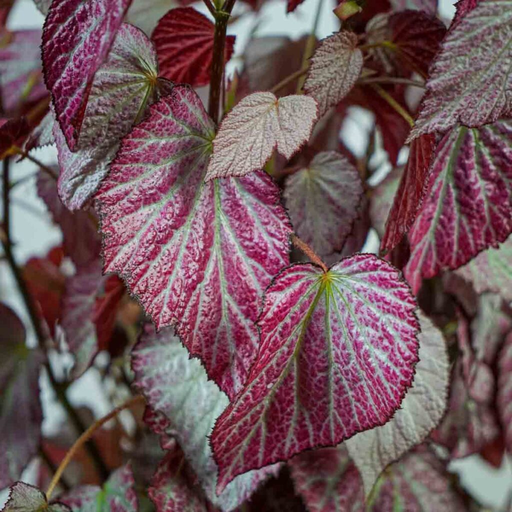 Begonia Two Face (sadzonka do samodzielnego ukorzenienia) - Mała Szklarnia