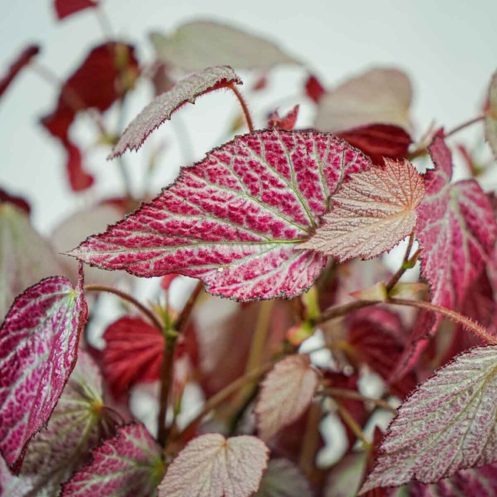 Begonia Two Face (sadzonka do samodzielnego ukorzenienia) - Mała Szklarnia