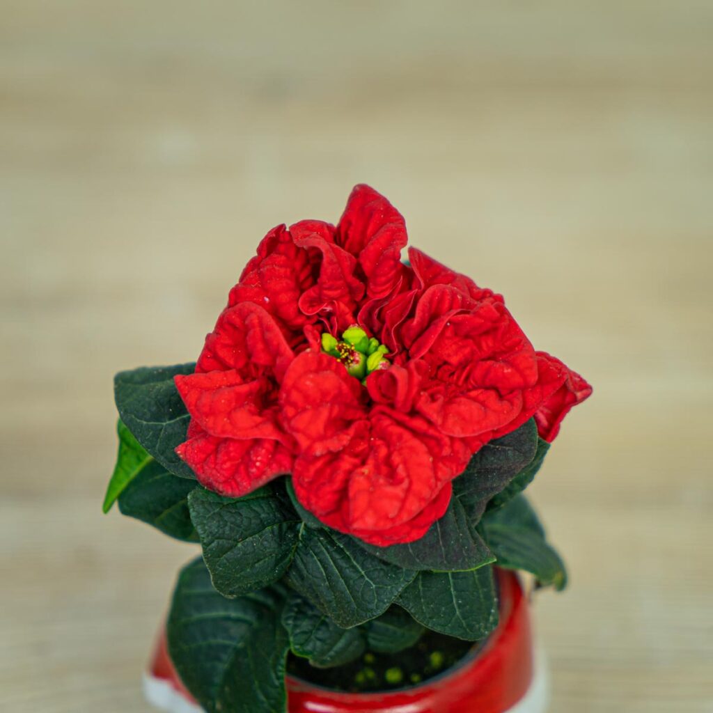 Poinsecja 'gwiazda betlejemska' winter baby (euphorbia pulcherrima ...