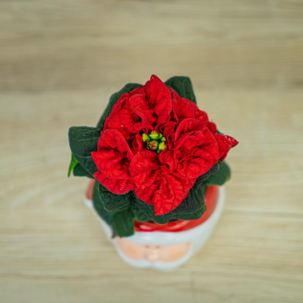 Poinsecja 'gwiazda betlejemska' winter baby (euphorbia pulcherrima ...