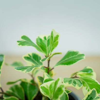 Fikus triangularis sweetheart (ficus) - Mała Szklarnia