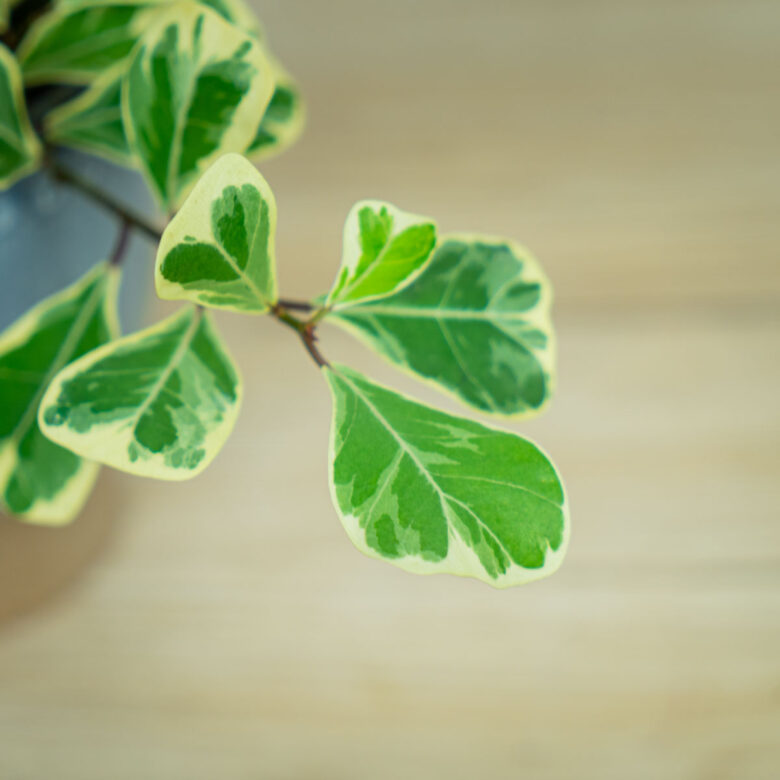 Fikus triangularis sweetheart (ficus) - Mała Szklarnia