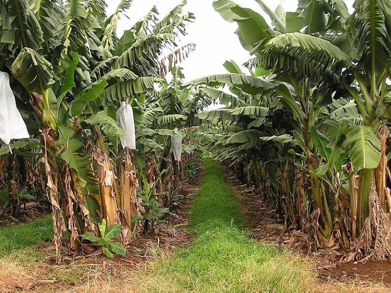 Bananowiec Kwiat (Musa) - uprawa, pielęgnacja i odmiany