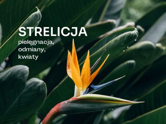 Strelicja - roślinny hit domowych salonów. Jak ją pielęgnować?