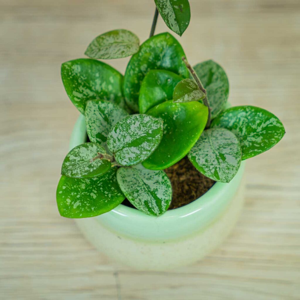 Hoya mathilde splash baby - Mała Szklarnia