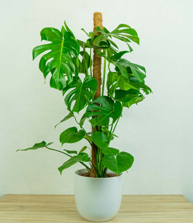 Monstera deliciosa na paliku - Mała Szklarnia